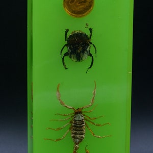 Real Scorpions and Beetle, Dried Insects Display (2 Color) Creepy ...