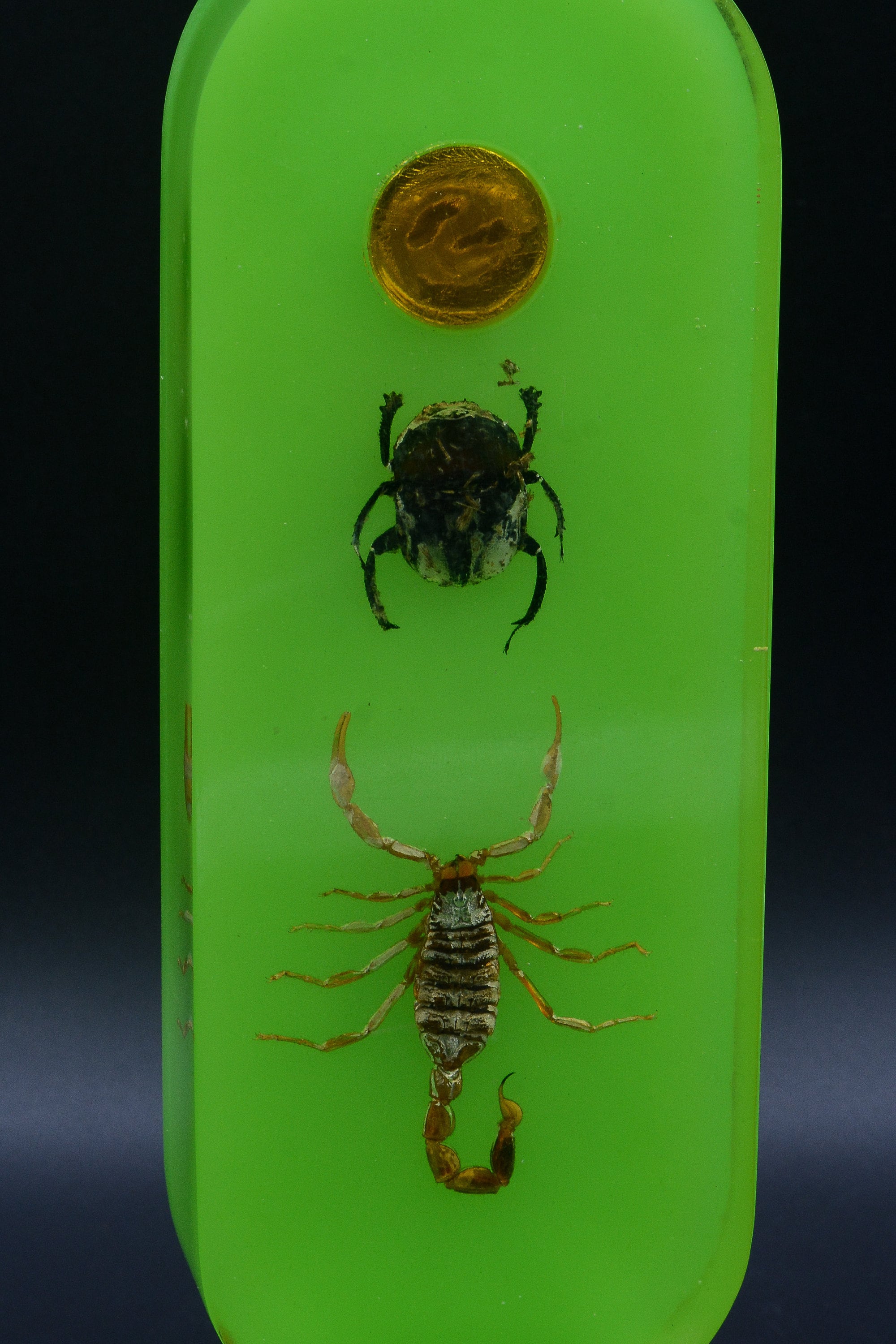 Real Scorpions and Beetle Dried Insects Display 2 color | Etsy