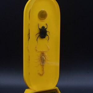 Real Scorpions and Beetle, Dried Insects Display (2 Color) Creepy ...