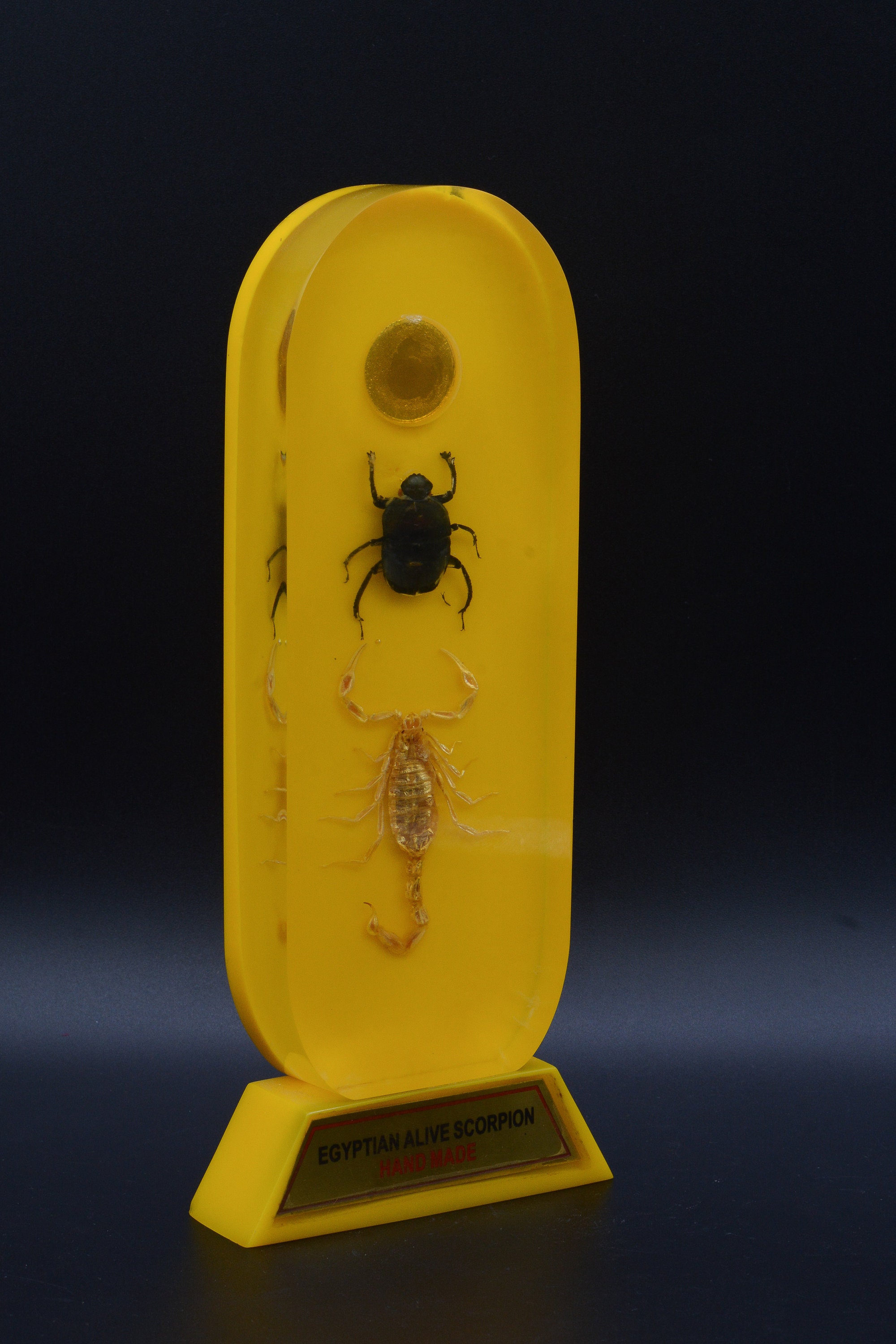 Real Scorpions and Beetle, Dried Insects Display (2 Color) Creepy ...