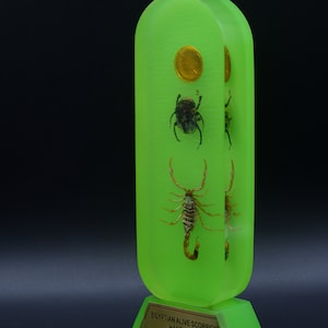 Real Scorpions and Beetle, Dried Insects Display (2 Color) Creepy ...