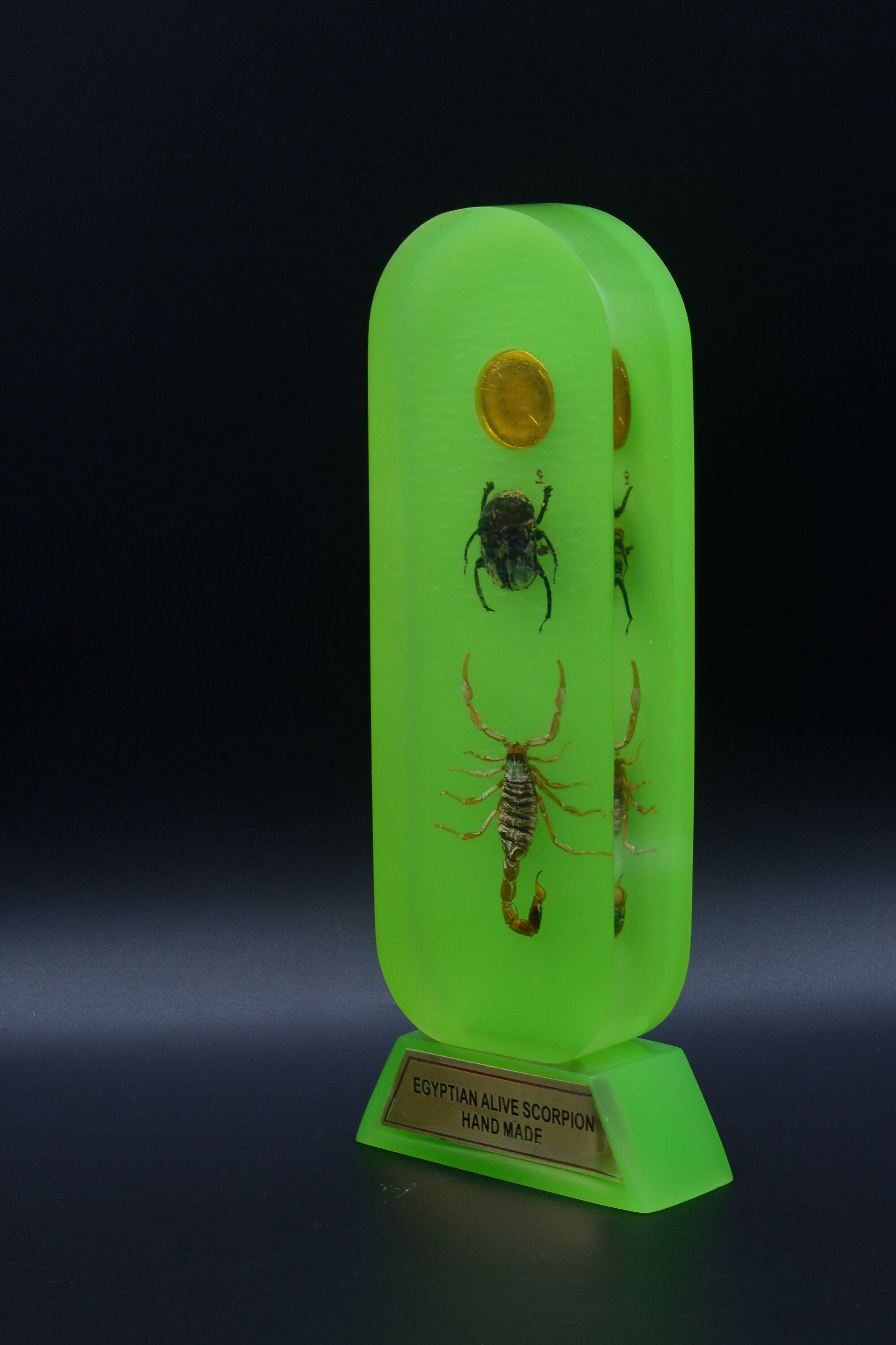 Real Scorpions and Beetle, Dried Insects Display (2 Color) Creepy ...