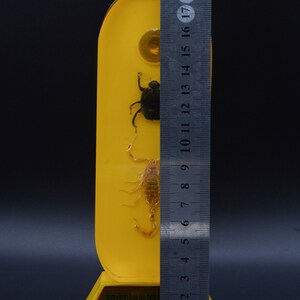 Real Scorpions and Beetle, Dried Insects Display (2 Color) Creepy ...