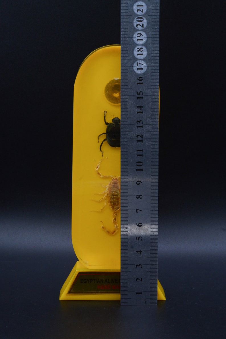 Real Scorpions and Beetle, Dried Insects Display (2 Color) Creepy ...