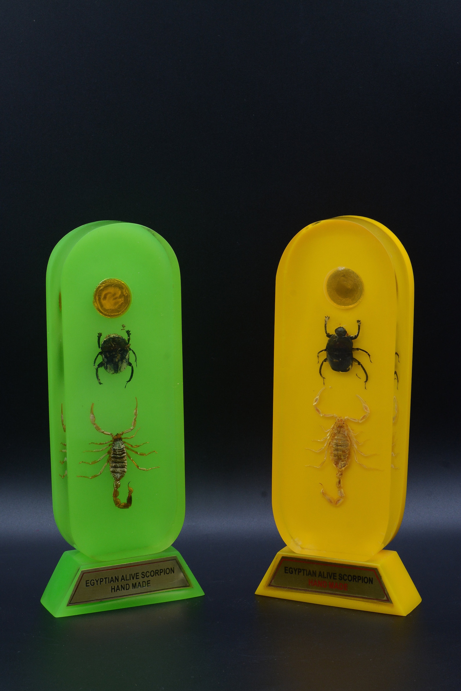 Real Scorpions and Beetle Dried Insects Display 2 Color - Etsy