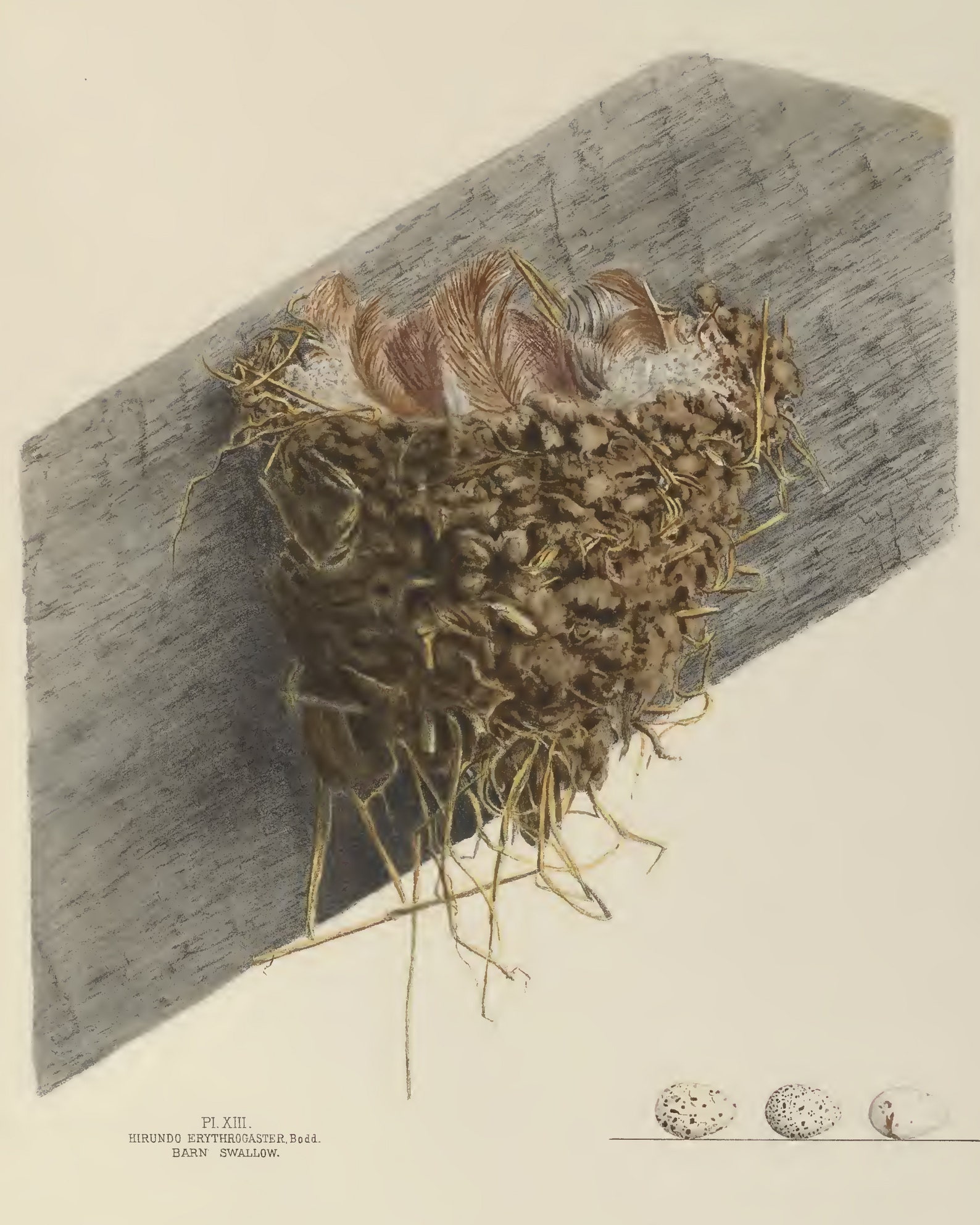 Vintage Bird Nest Diagram Illustration Printable Wall Hanging - Etsy