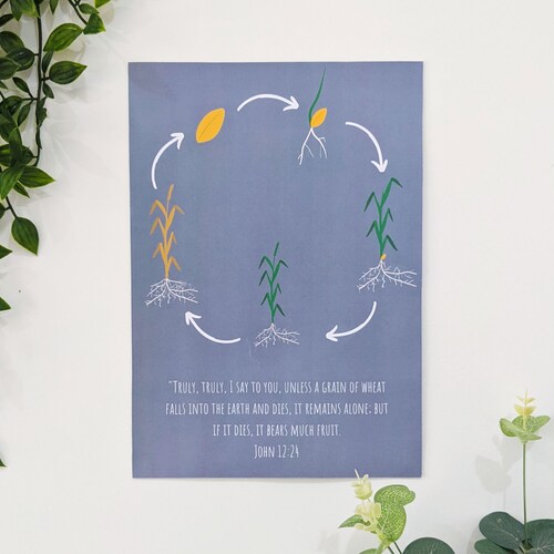 Printable Wheat Poster Parable Wheat Life Cycle - Etsy Australia