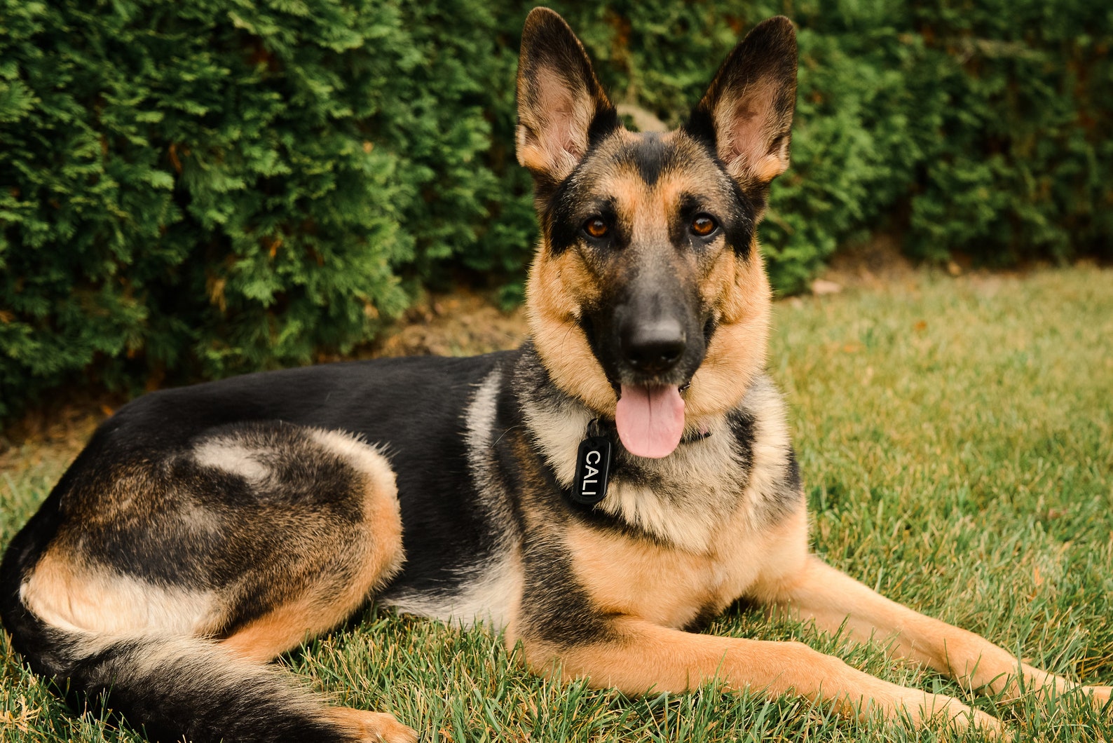 Made in USA Military GI Dog Tags Kit With Tag Silencer and - Etsy