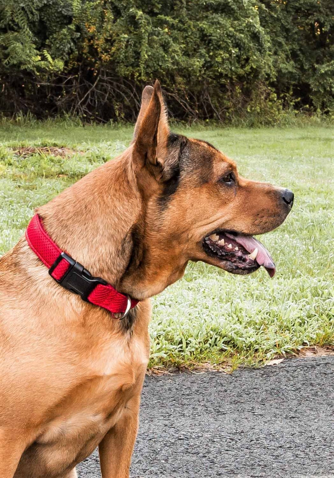 Mesh Dog Collar, Adjustable Aero Mesh 360 Degree Dual Sided Comfortable ...