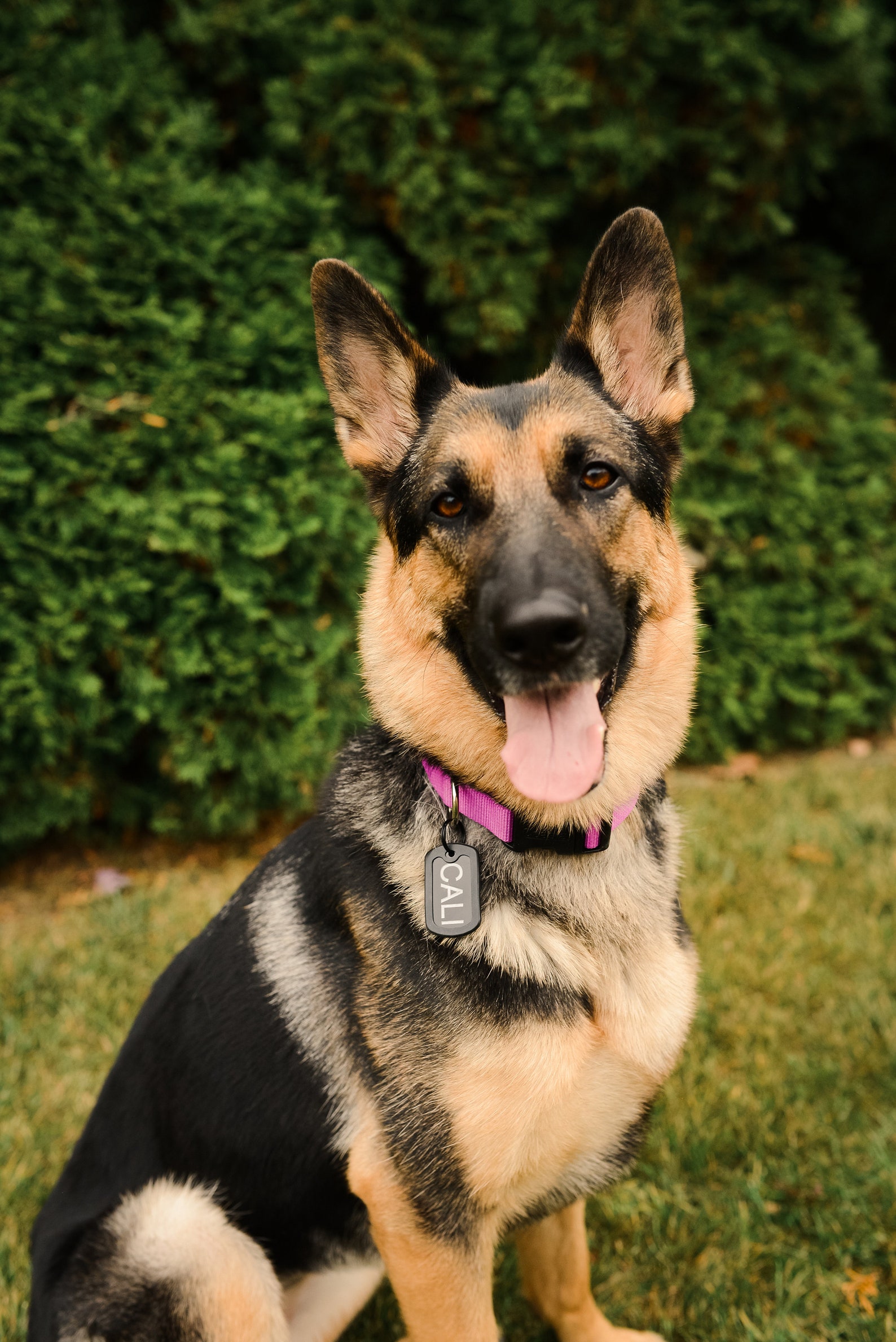 Made in USA Military GI Dog Tags Kit With Tag Silencer and - Etsy