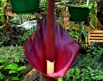 Voodoo Lily Bulb - Etsy