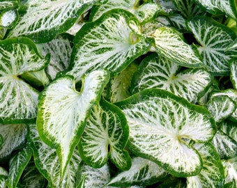 White Diamond Caladium - Etsy