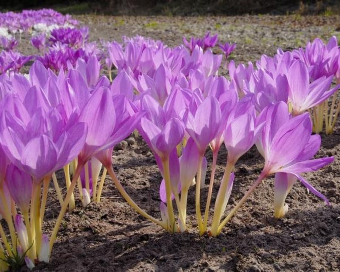 Colchicum Giant Autumn Crocus 1 bulb | Etsy