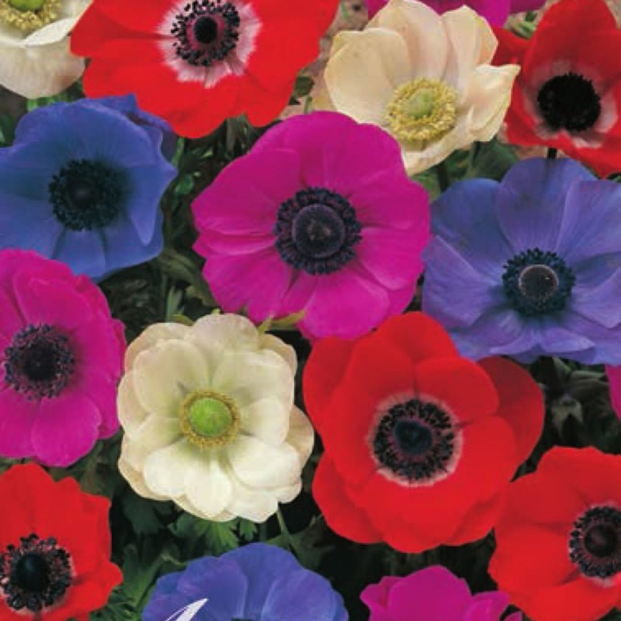 Home & Living Outdoor & Gardening Seeds & Seed Bombs poppy-like flowers ...