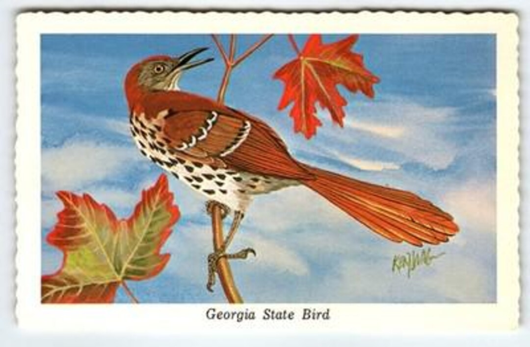 1968 Ken Haag Georgia State Bird Postcard Brown Thrasher Artist Card - Etsy
