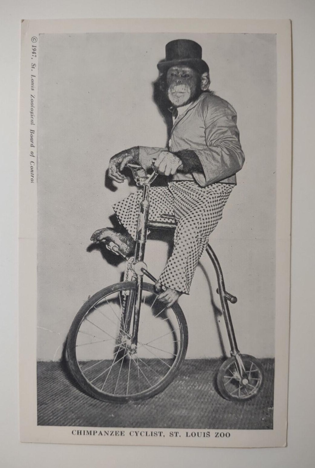 Tommy Chimpanzee Cyclist St Louis Zoo Monkey on Bicycle 1947 Vintage ...