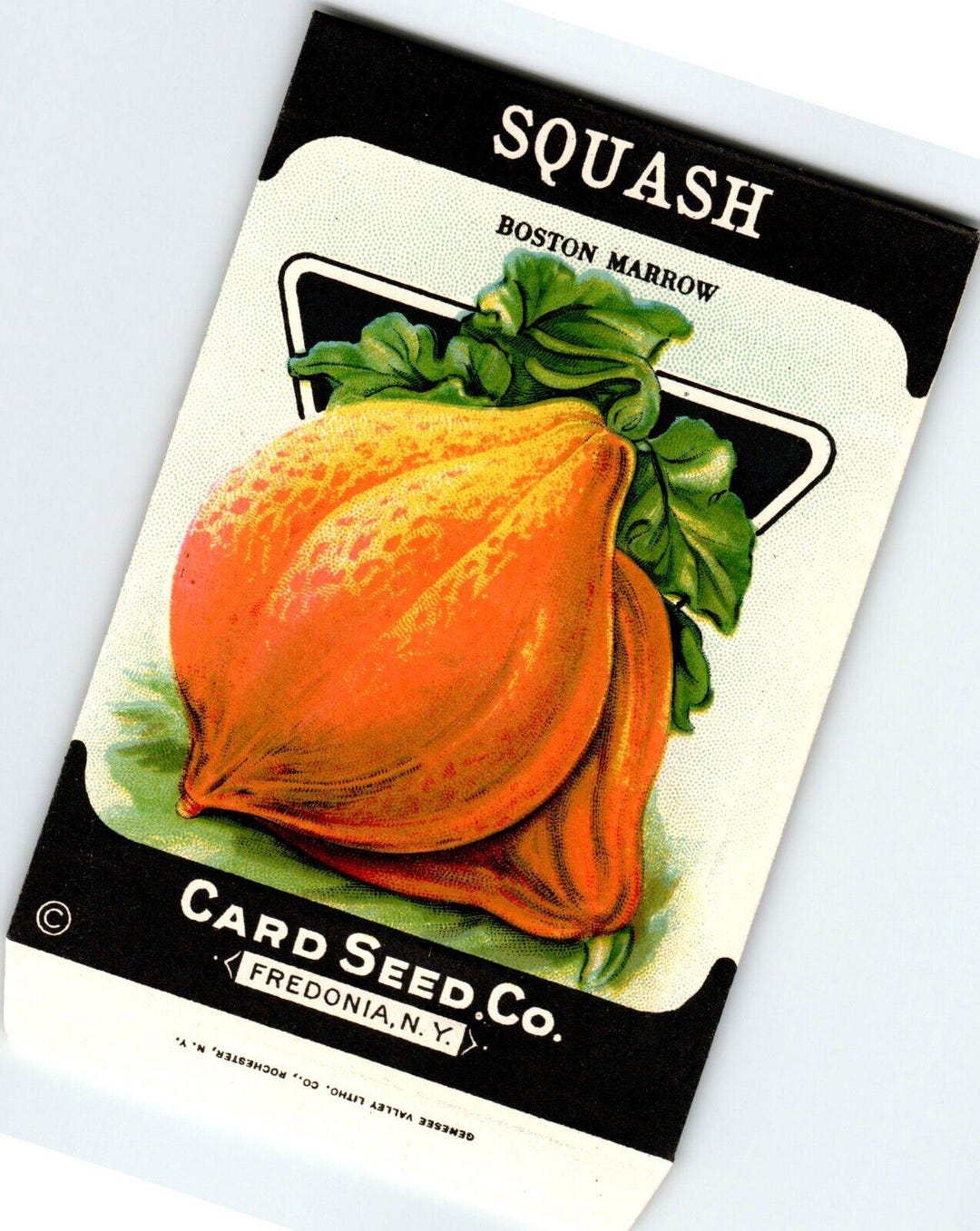 Boston Marrow Squash 1920's Card Seed Co Packet EMPTY Vintage Fredonia ...