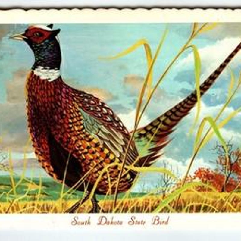 Ken Haag - Etsy