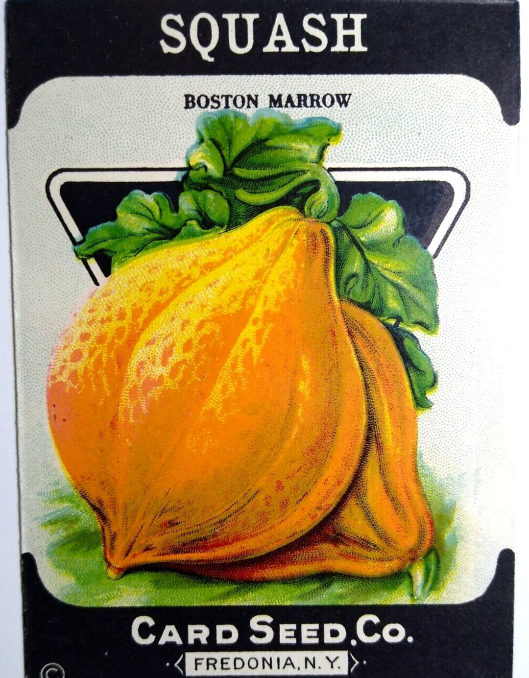 Squash Boston Marrow Card Seed Co EMPTY Pack 1920's Fredonia NY Super ...