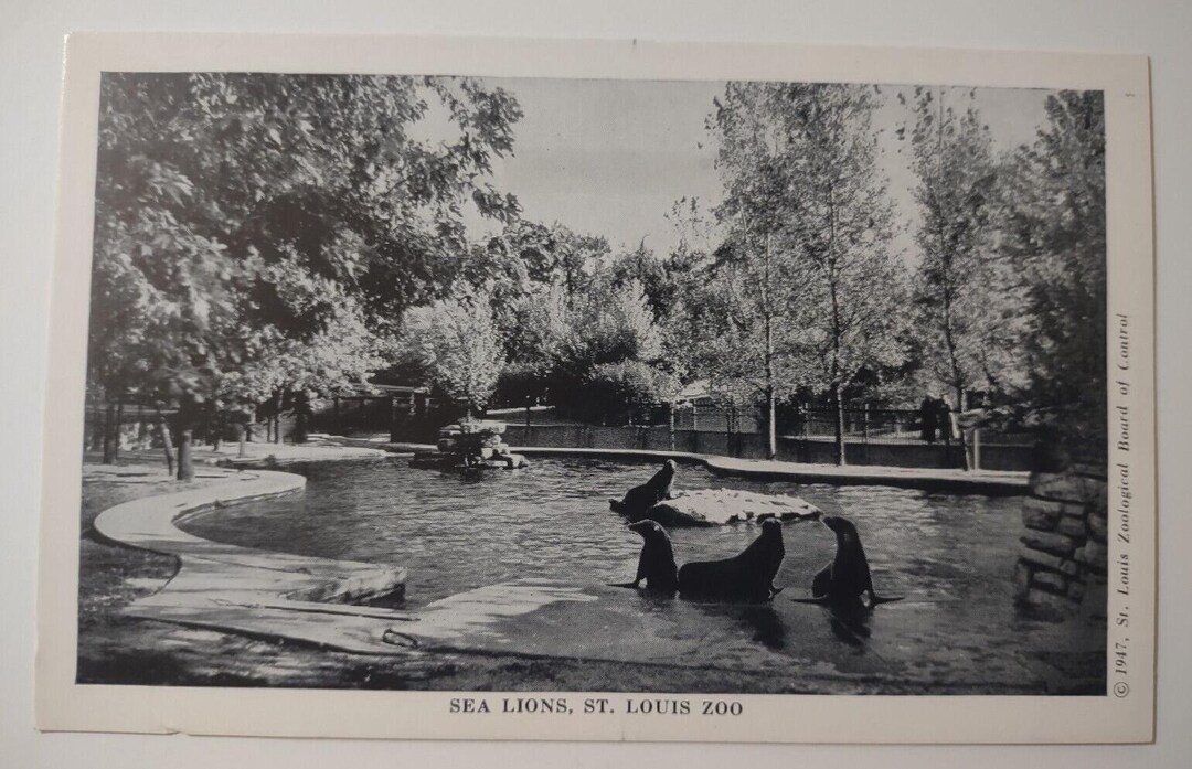 Sea Lions St Louis Zoo 1947 Vintage Unposted Swimming and Diving ...