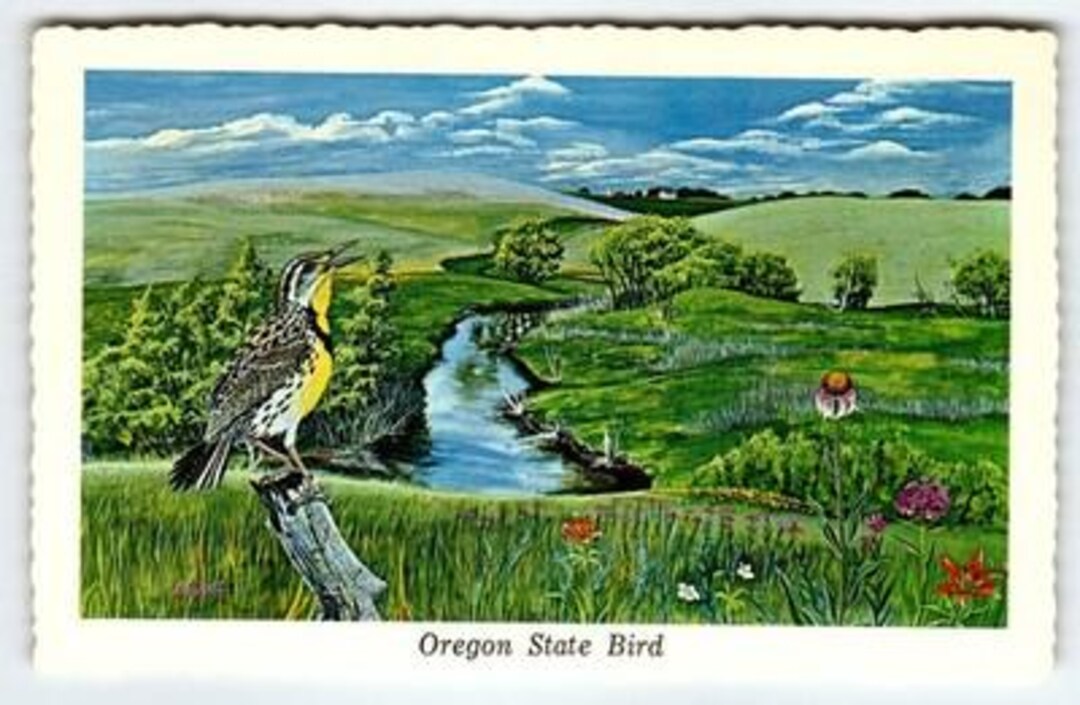 Vintage 1968 Oregon State Bird Western Meadowlark Postcard Signed Ken ...