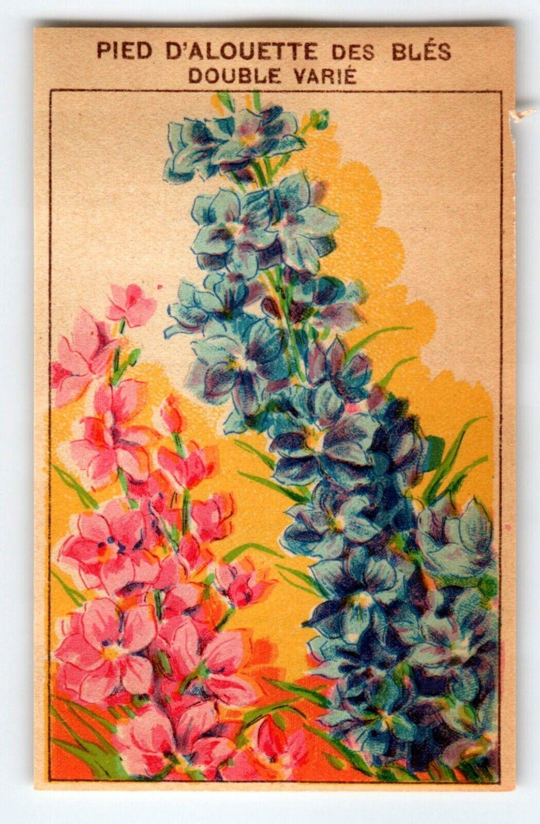1920's Flower Seed Art Print PIED D'ALOUETTE Lithograph Original ...