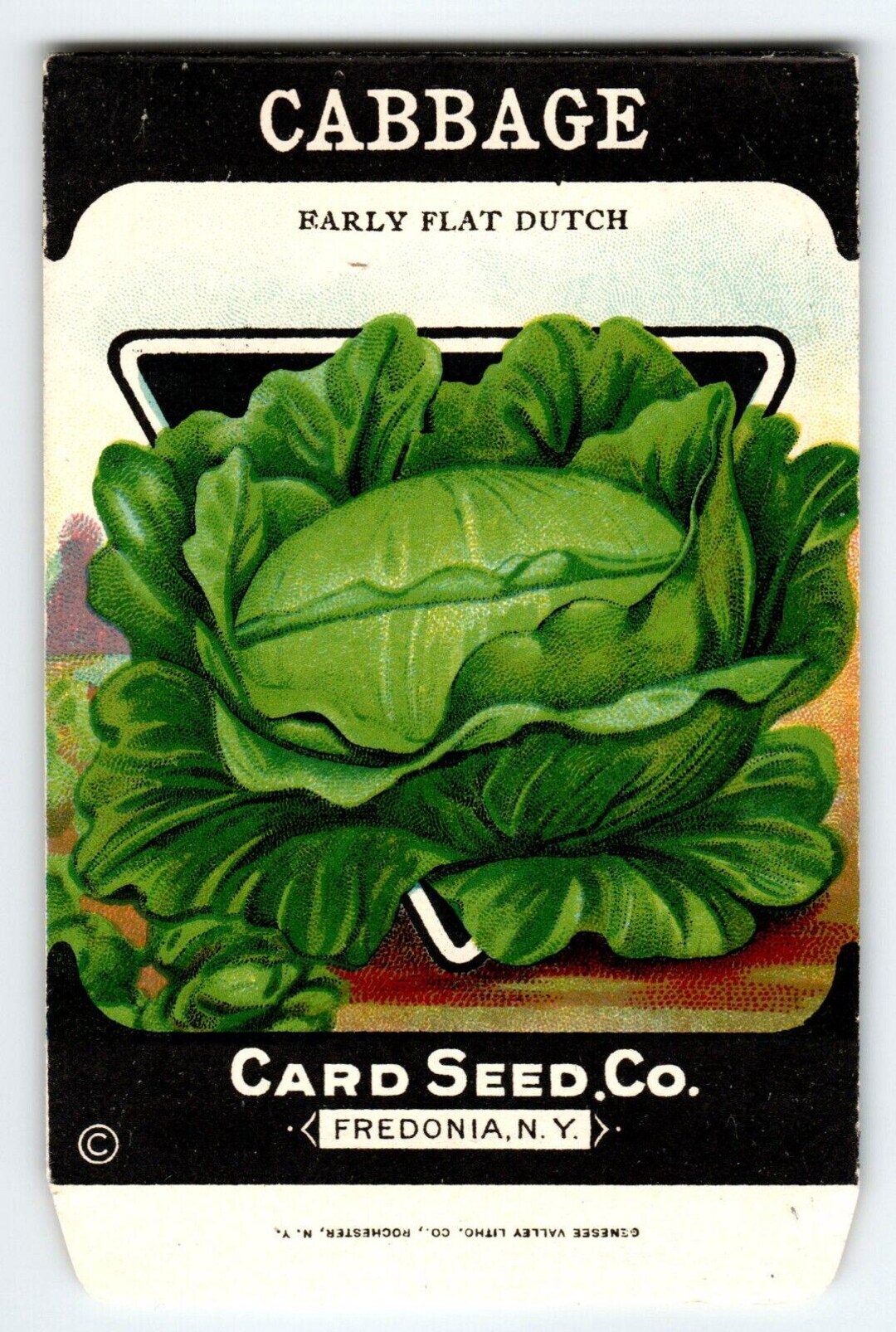 Early Dutch Cabbage 1920's Card Seed Co Packet EMPTY Vintage Fredonia ...