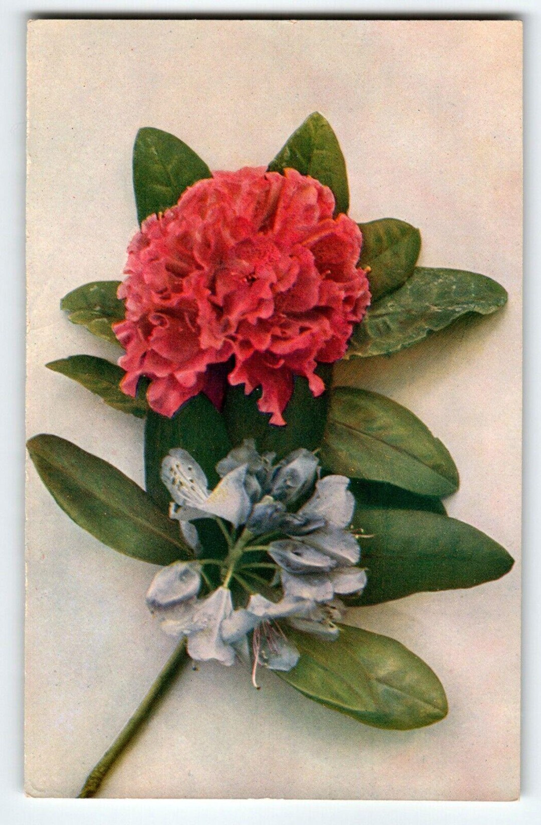 Tuck Postcard Hydrangea Blooms Pink Blue Flowers Gel Series 8190 ...