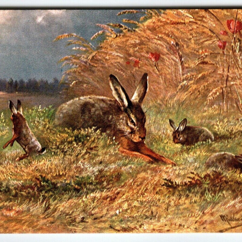 Rabbit Postcard - Etsy