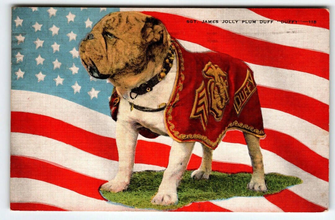 Sgt James Jolly Duff Duffy Bulldog Dog San Diego Marines Military ...