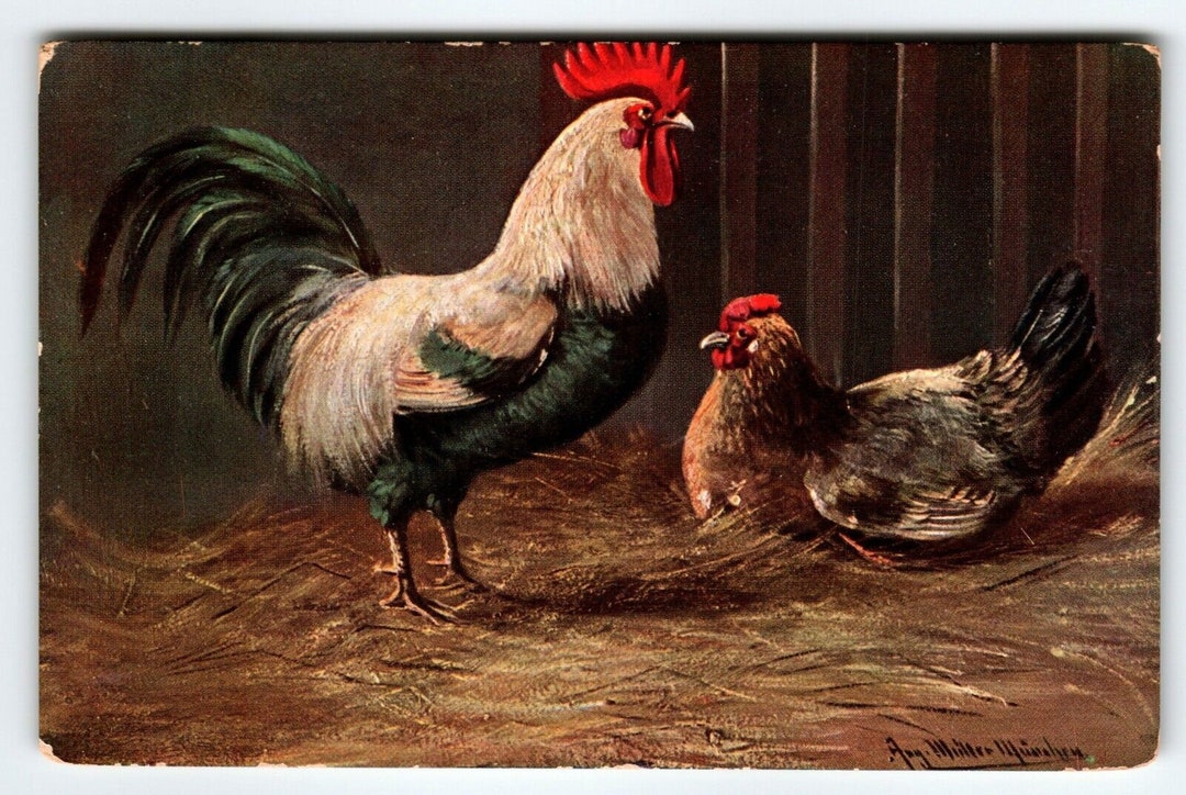 Postcard Rustic Roosters in Barn Signed Muller Germany Barnyard Animals 1907 Unique Gift - Etsy