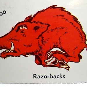Razorbacks Wild Pig Hog Boar Mascot Vintage Postcard Fayetteville ...