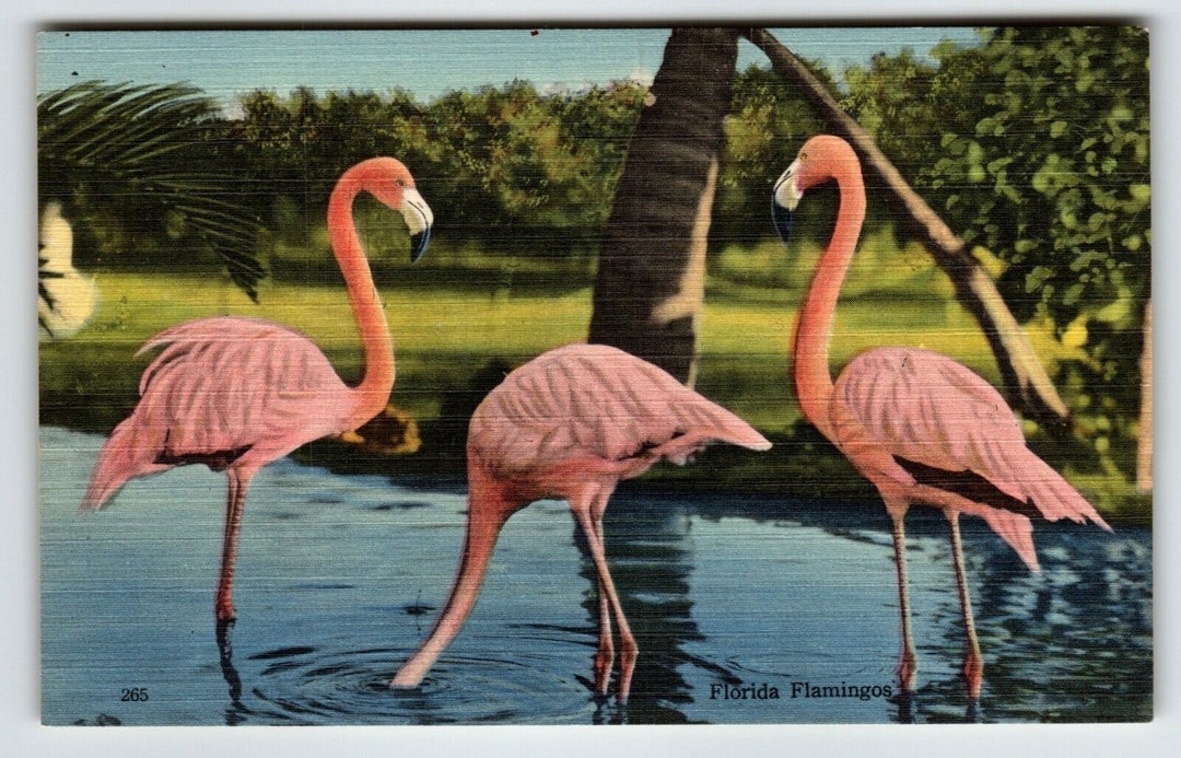 Pink Flamingos Near Miami Florida Postcard Linen Wild Tropical Birds ...