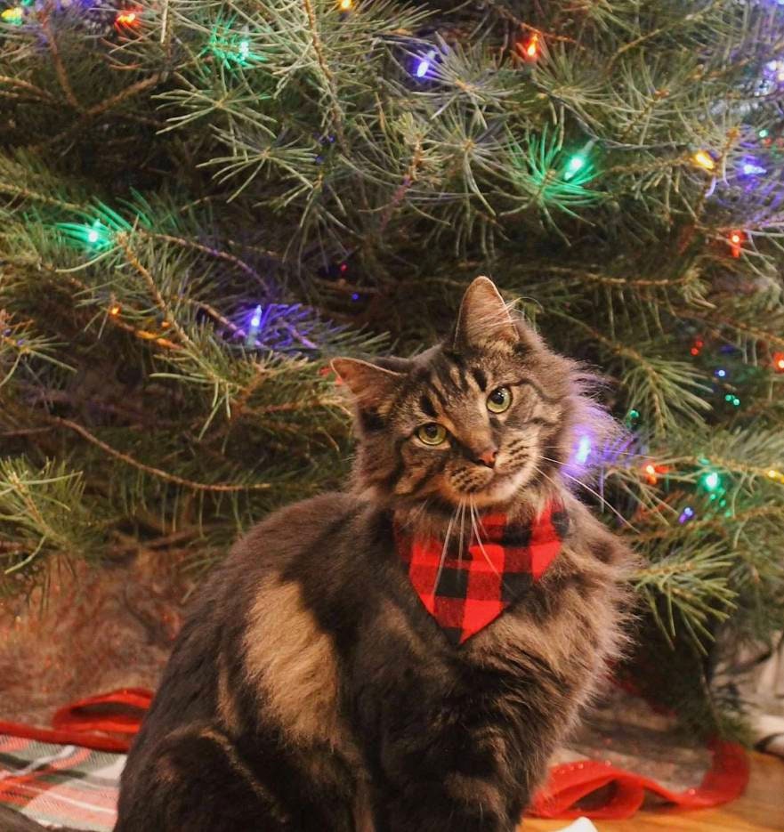 Plaid Cat Bandana Checkered Cat Bandana Buffalo Plaid | Etsy