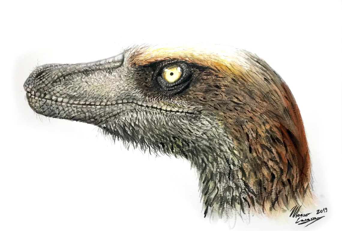 Velociraptor Watercolour Painting A4 Signed Print | Etsy