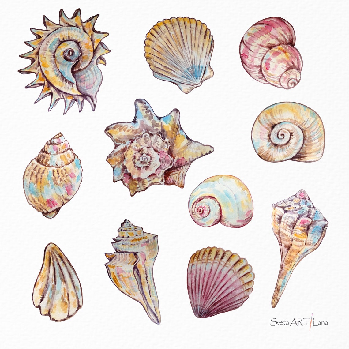 Watercolor Seashell Clipart Sea Underwater Illustration - Etsy