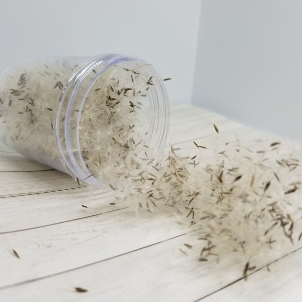 Dandelion Fluff - Etsy