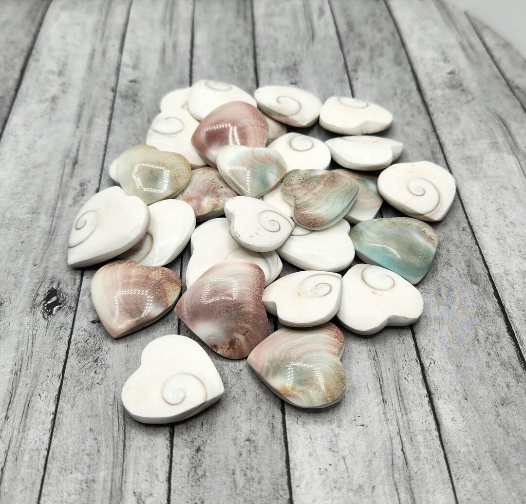 Small Shiva Shell Spiral Heart Sea Shell Fossil Natural Mineral Crystal ...