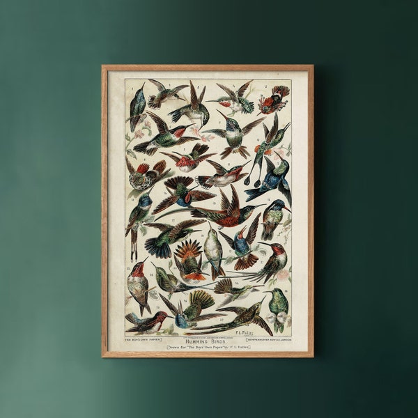 Scientific Illustration Prints - Etsy