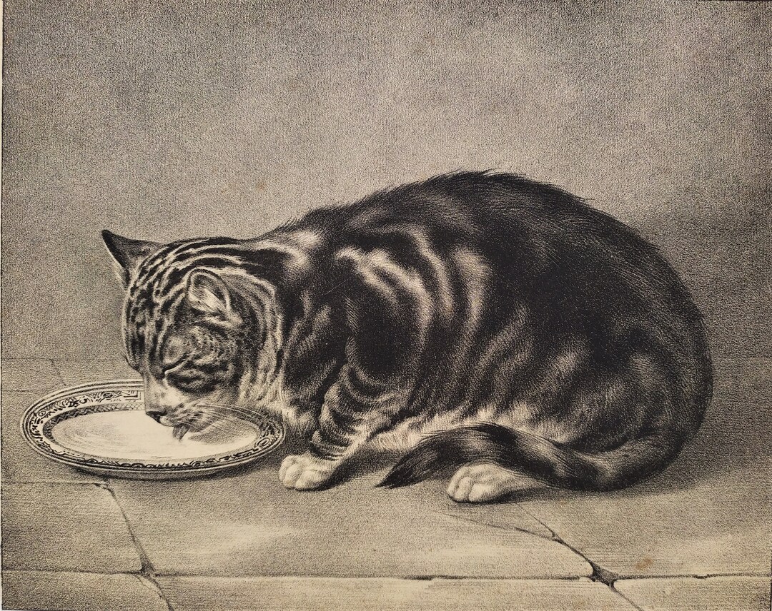 Cat Portrait Lithograph Animal Print 19th Pet Lover Gift - Etsy