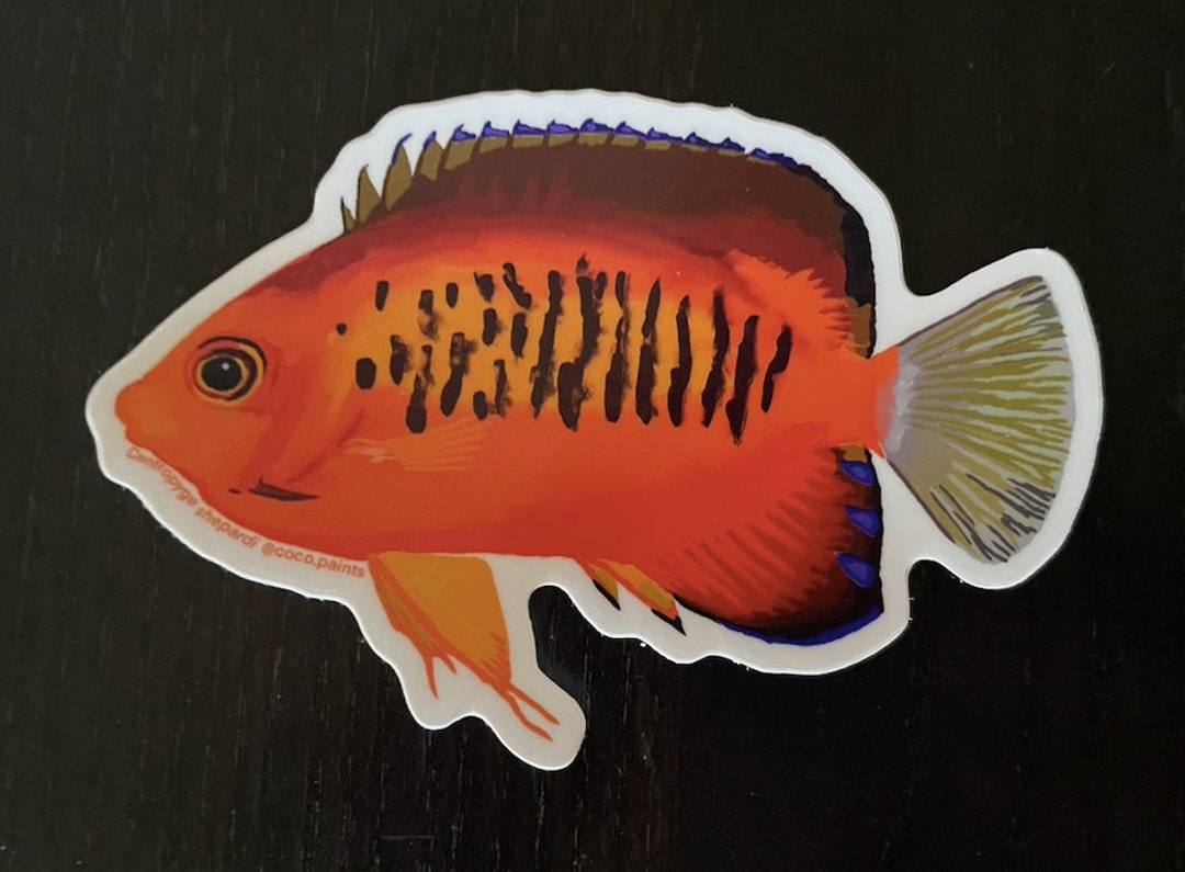 Mango Angelfish/shepard's Angelfish Sticker - Etsy
