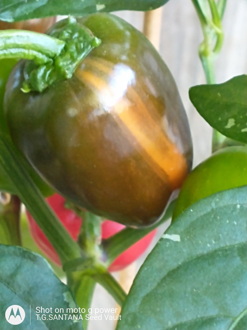 10 Types Rare Pepper Mix Scorpion Tiger Dragon Nose Variegated Fire ...