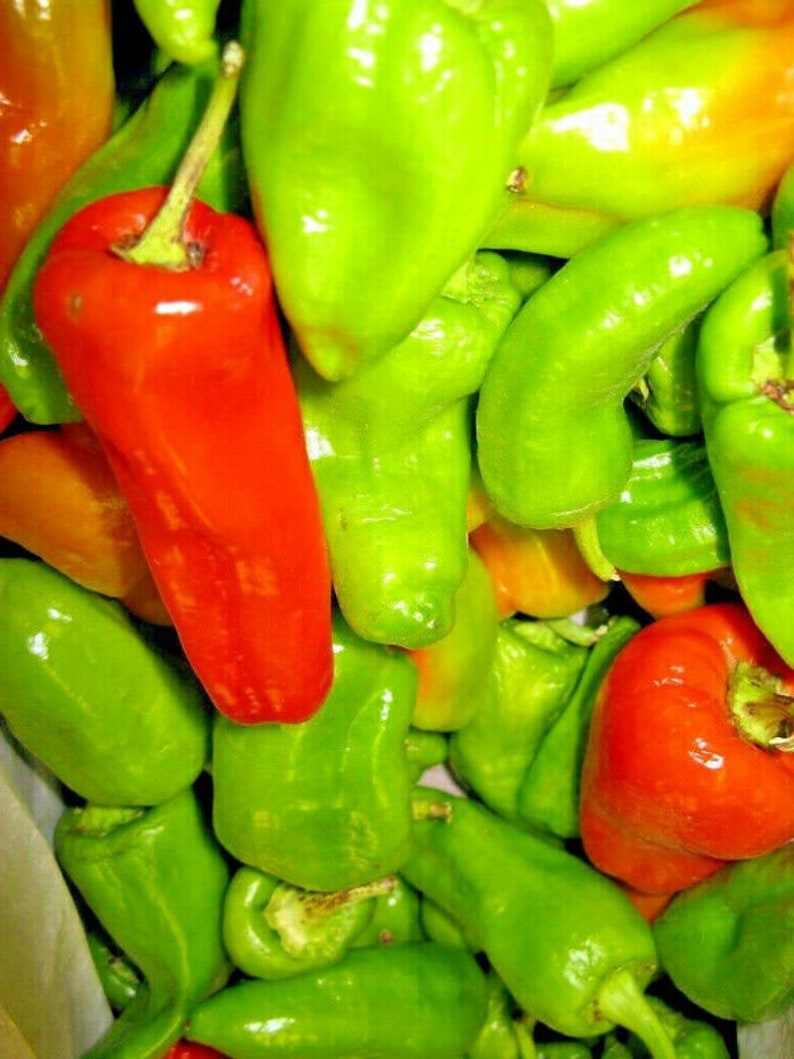 10 Types Rare Pepper Mix Scorpion Tiger Dragon Nose Variegated Fire ...