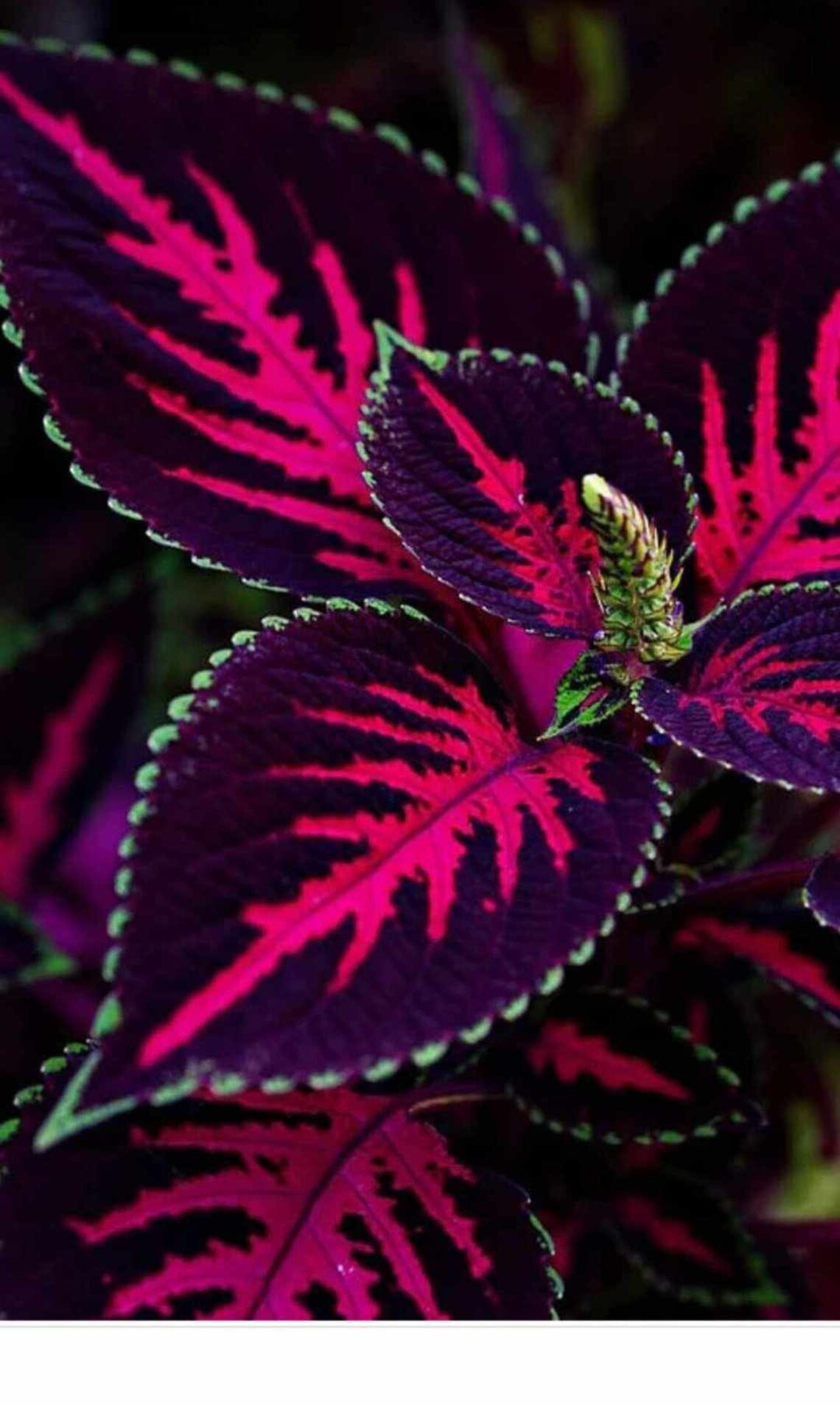40 Seeds Breathtaking Coleus Plant Semillas Samen Grained - Etsy Canada
