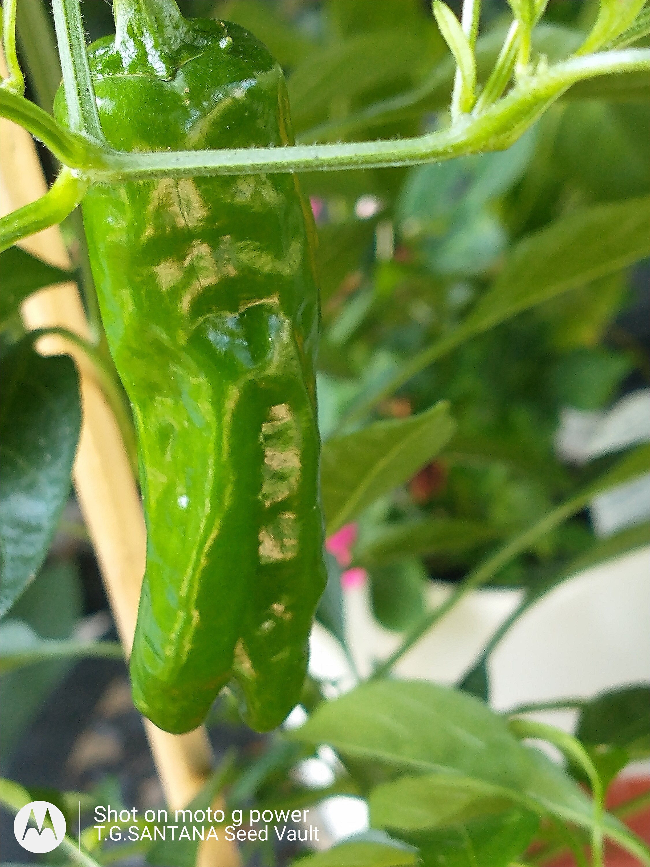 10 Types Rare Pepper Mix Scorpion Tiger Dragon Nose Variegated Fire ...