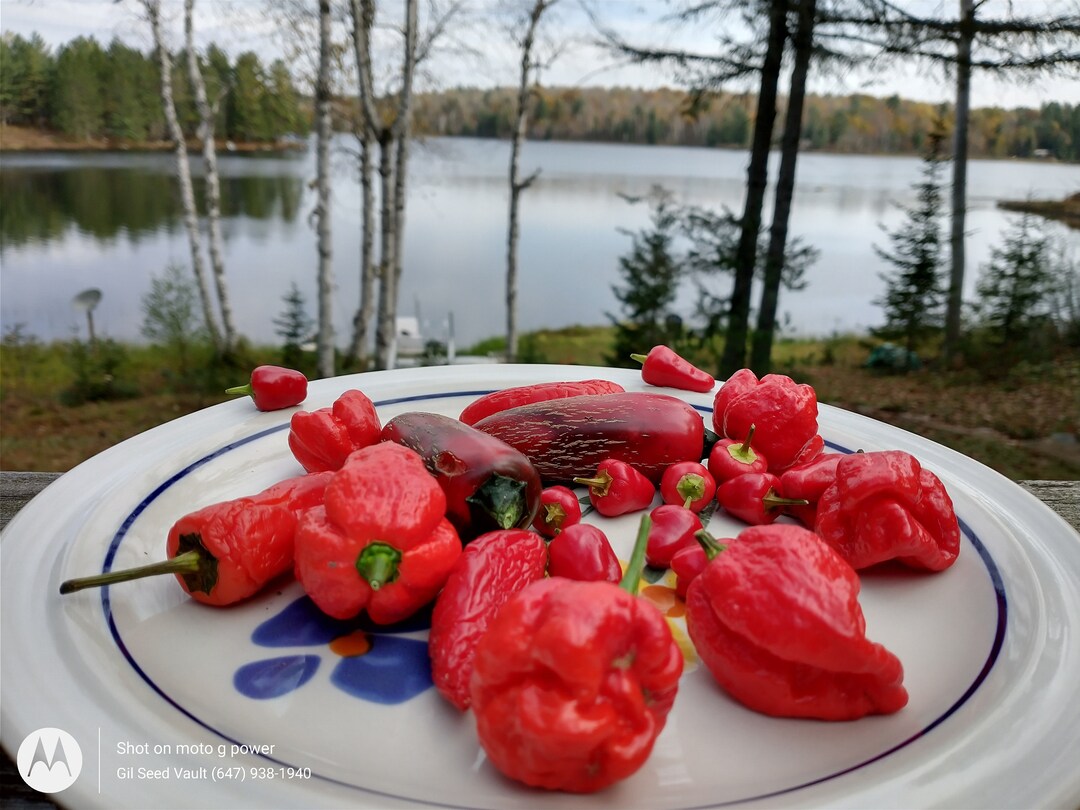 10 Types Rare Pepper Mix Scorpion Tiger Dragon Nose Variegated Fire ...