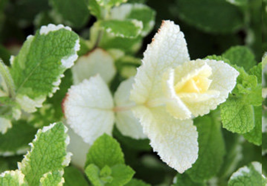 30 Seeds Pineapple Variegated Mint Herb Semillas Samen - Etsy Canada