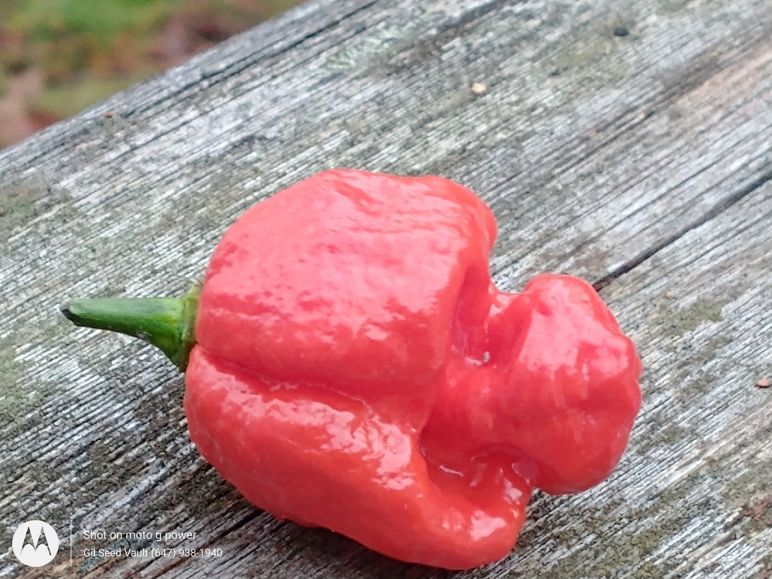 10 Types Rare Pepper Mix Scorpion Tiger Dragon Nose Variegated Fire ...