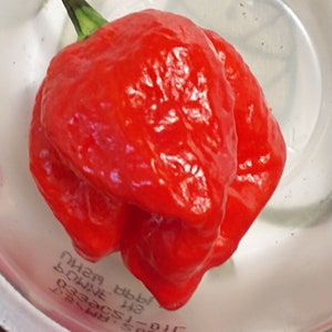 10 Types Rare Pepper Mix Scorpion Tiger Dragon Nose Variegated Fire ...