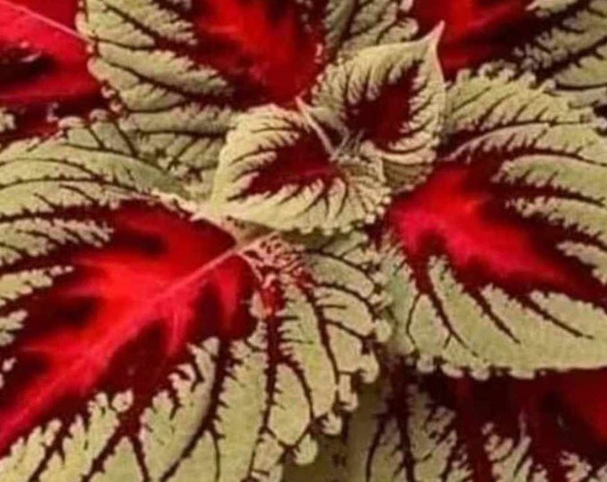 40 Seeds Breathtaking Coleus Plant Semillas Samen Grained - Etsy Canada